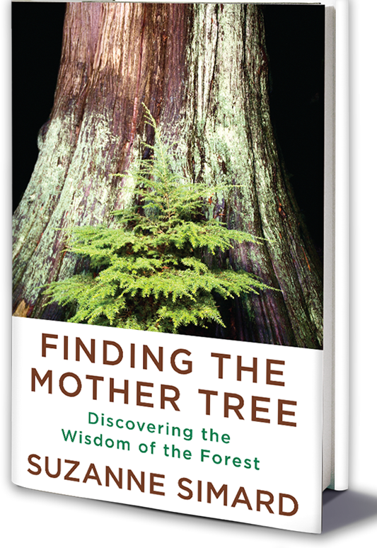 Finding the Mother Tree: Discovering the Wisdom of the Forest